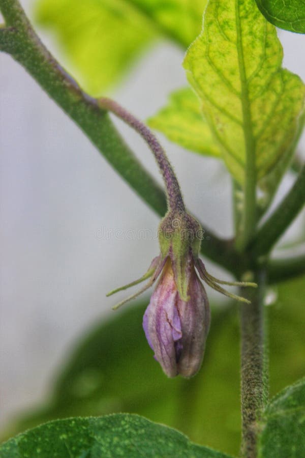 Flor Marchitada Con Las Hojas Verdes Foto de archivo - Imagen de ...