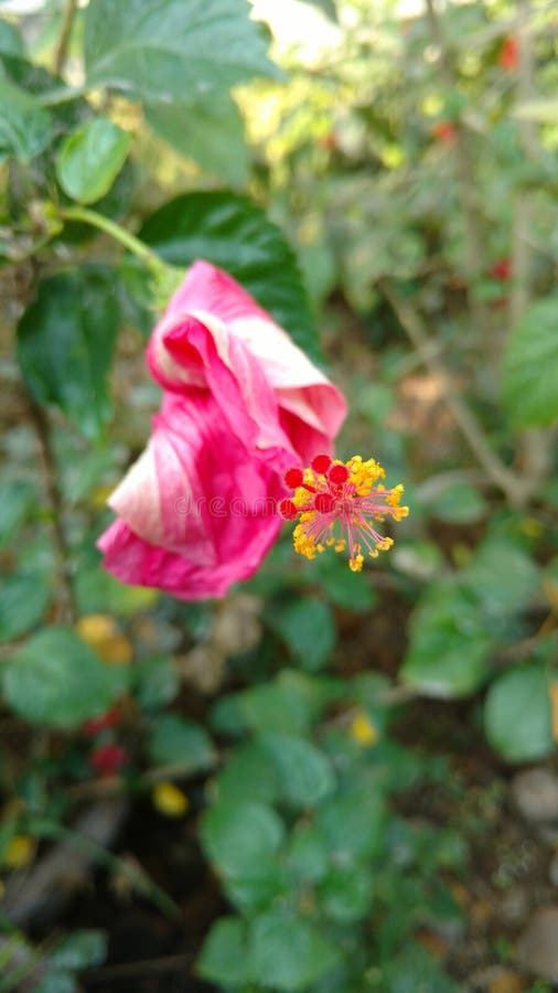 Flor Marchitada Del Hibisco Foto de archivo - Imagen de mejor ...