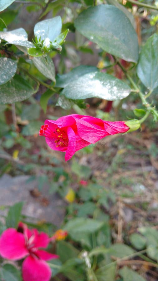 Flor Marchitada Del Hibisco Imagen de archivo - Imagen de malva, brote ...