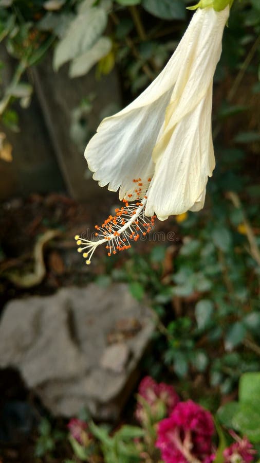 Flor Marchitada Del Hibisco Foto de archivo - Imagen de flora, hibisco ...