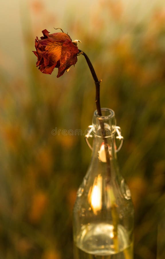 Flor Marchitada En La Botella Foto de archivo - Imagen de paisaje ...