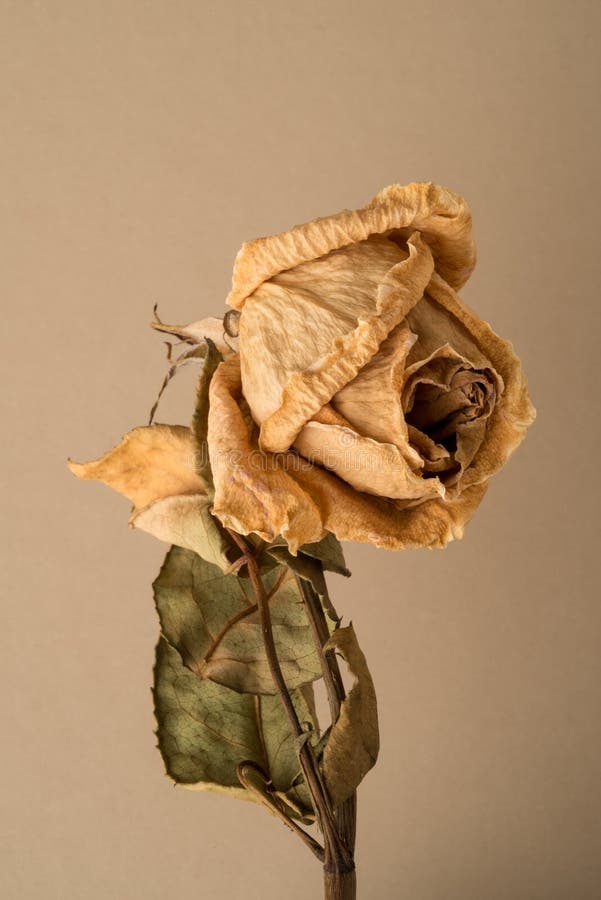 Flor Roja Marchitada En Una Maceta Imagen de archivo - Imagen de secado ...
