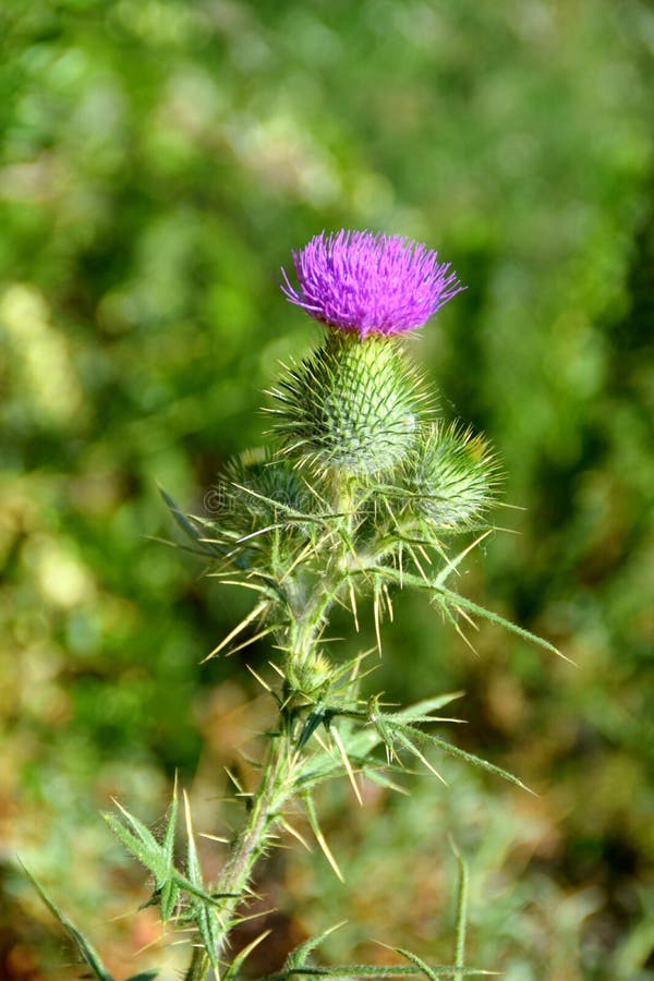 Flor mariana do cardo foto de stock. Imagem de flores - 95585772