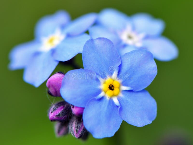 Sylvatica Del Myosotis, La Nomeolvides De Madera O Arbolado Olvidar-yo ...
