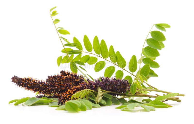 Flor morada de acacia foto de archivo. Imagen de primavera - 158663032