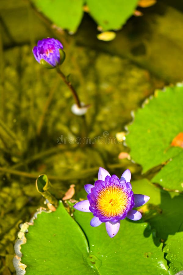Flor morada de loto foto de archivo. Imagen de pétalo - 158929844