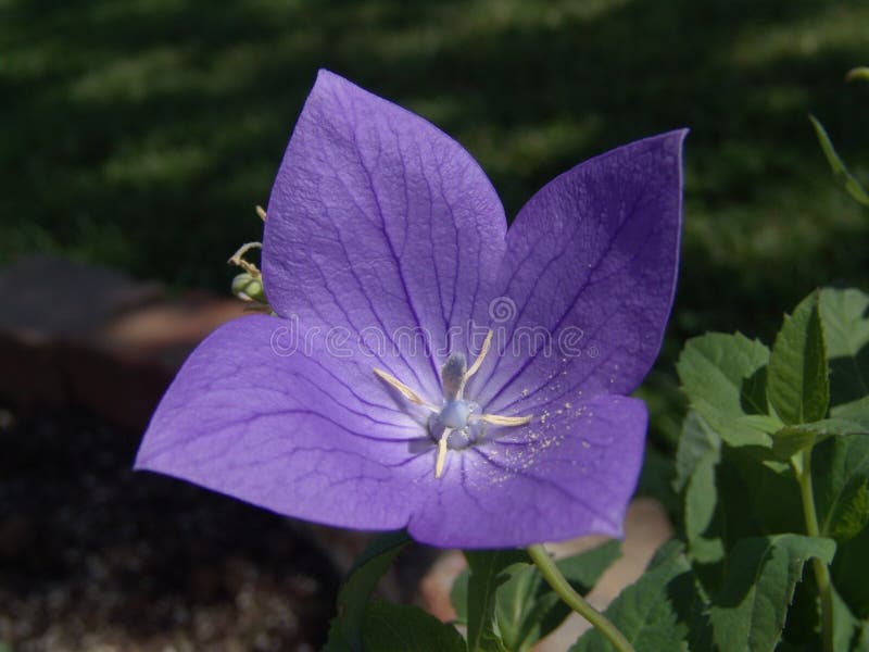 Flor Morada En Globo, Flor China, Platycodon Foto de archivo - Imagen ...