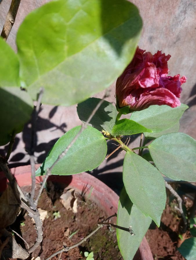 37,348 Flor Muerta Fotos - Libres de Derechos y Gratuitas de Dreamstime