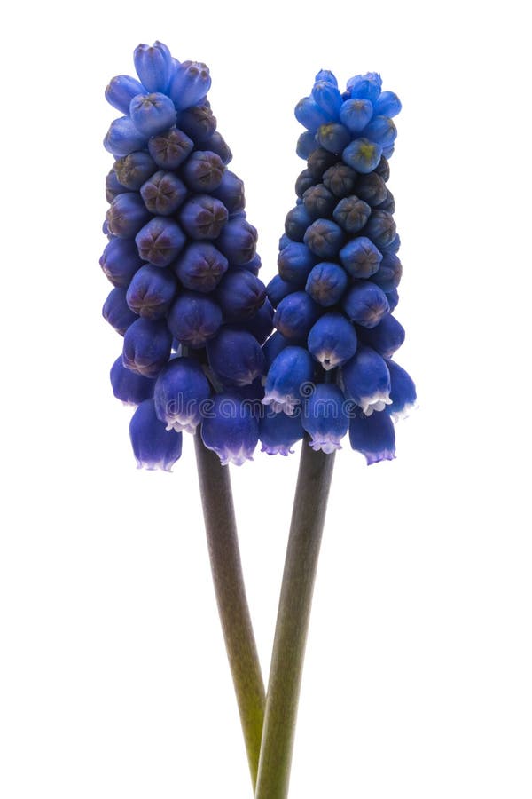 Flor muscari aislada imagen de archivo. Imagen de alarma - 224989187
