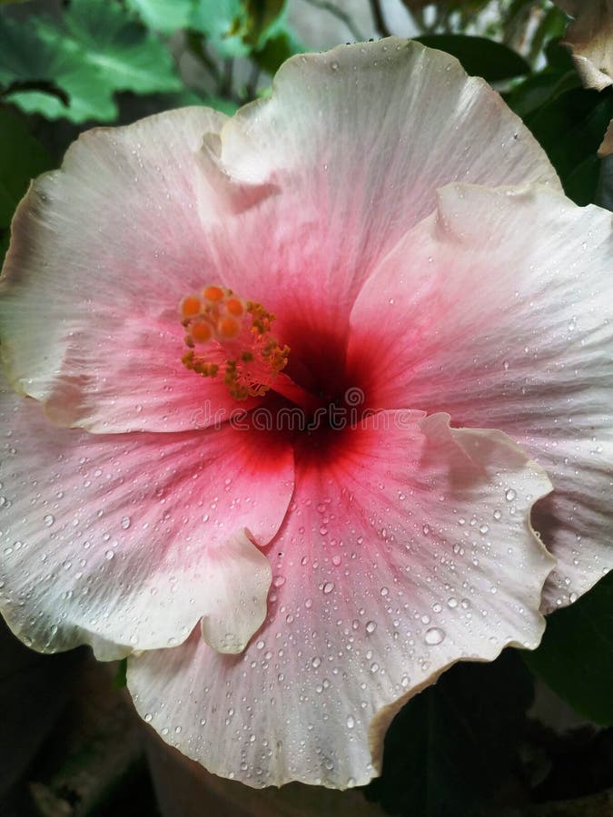 Flor Nacional De Bunga Raya Malaysia Foto editorial - Imagen de pétalo ...