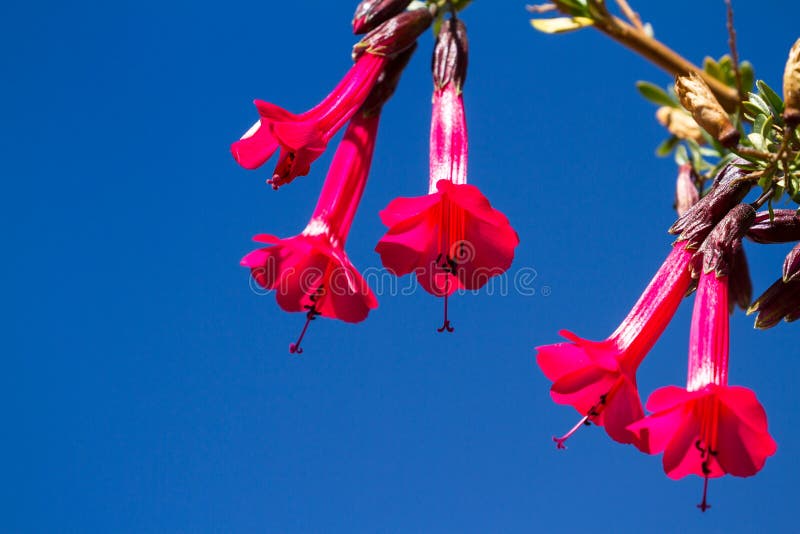 La Flor Cantuta De La Flor Nacional De Perú En Machu Picchu Foto de ...