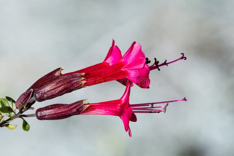 La Flor Cantuta De La Flor Nacional De Perú En Machu Picchu Foto de ...