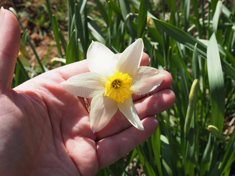 Flor Narcisa Floreciente En Manos De Un Jardinero Foto de archivo ...
