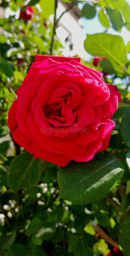 Flor Natural De La Rosa Del Rosa Imagen de archivo - Imagen de campo ...
