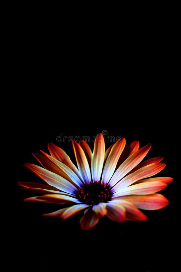 Flor negra del resorte imagen de archivo. Imagen de oscuro - 750735