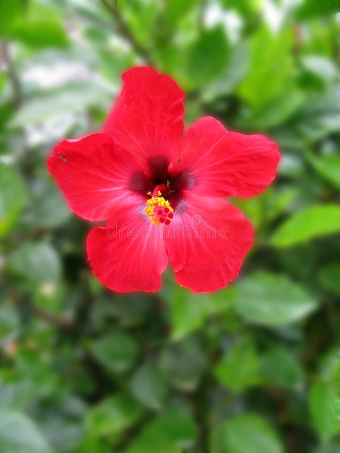 Flor no acácio foto de stock. Imagem de amarelo, flores - 9801544