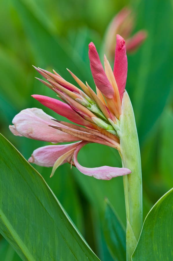 Flor nova do canna imagem de stock. Imagem de botânica - 31453099