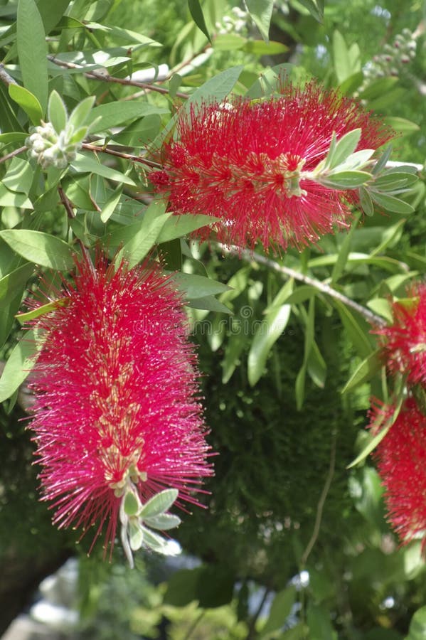 Flor Original Lustrosa Vermelha Imagem de Stock - Imagem de grupo ...