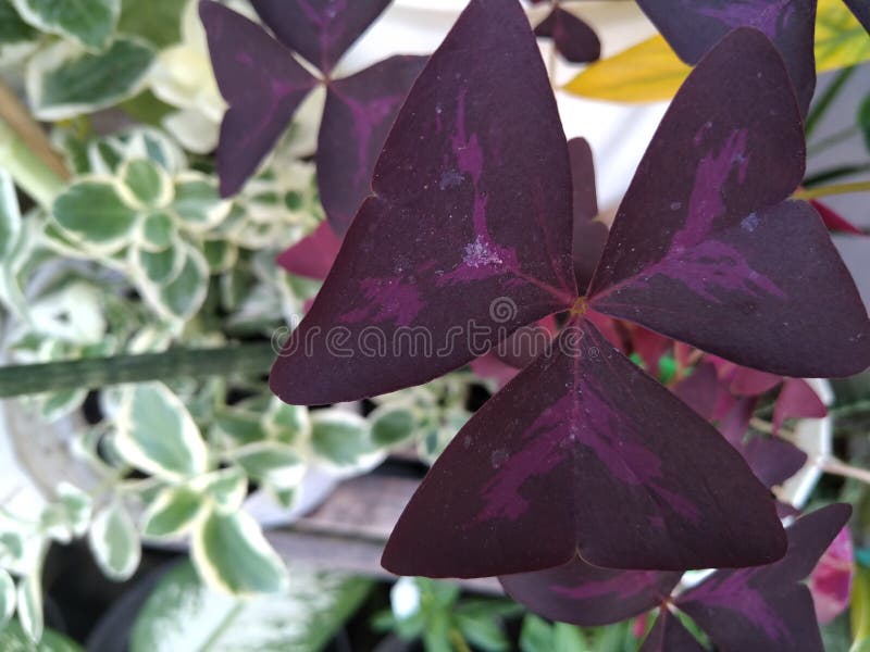 Flor oxalis triangularis imagen de archivo. Imagen de lavanda - 251724297