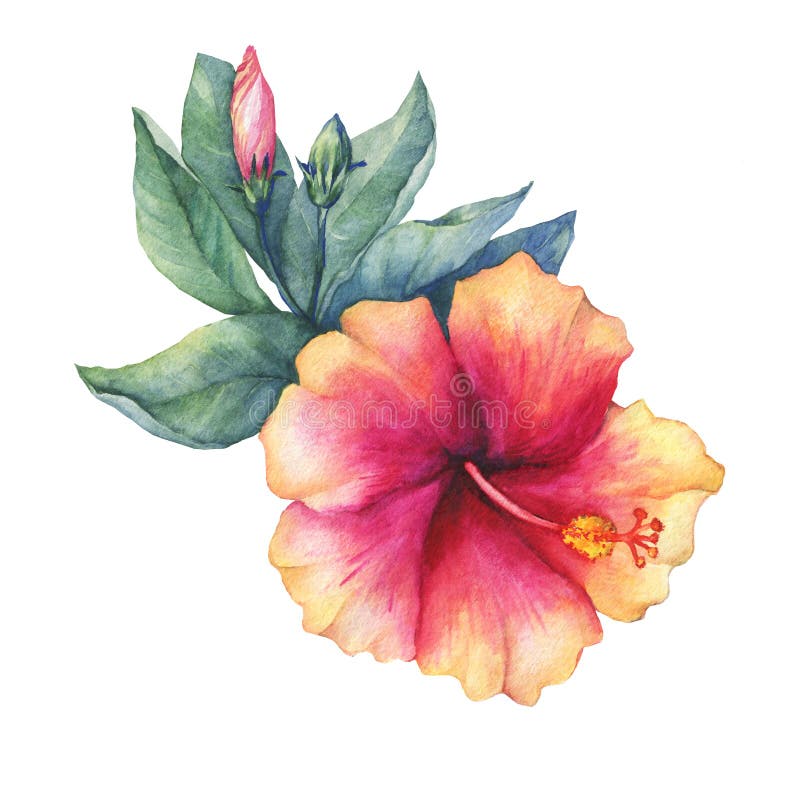 Flor Pêssego-cor-de-rosa Do Hibiscus Ilustração Stock - Ilustração de ...