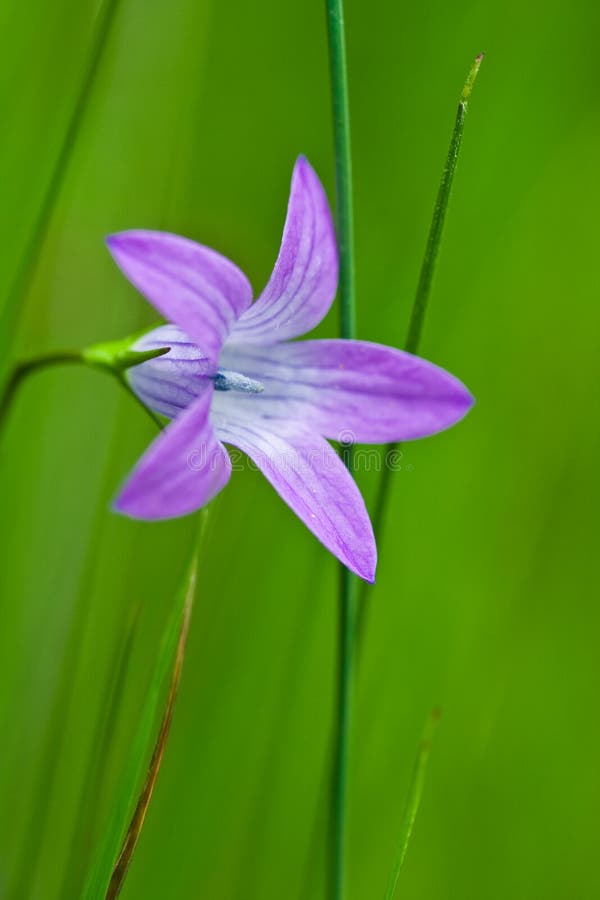 Flor morado imagen de archivo. Imagen de cubo, estambre - 5412627
