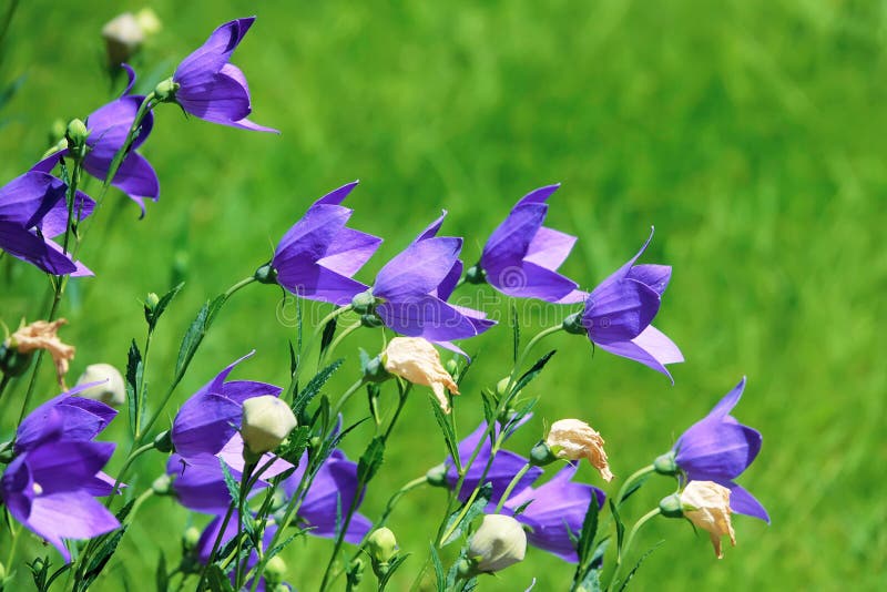 Flores pentagonales imagen de archivo. Imagen de pentagonal - 32900295