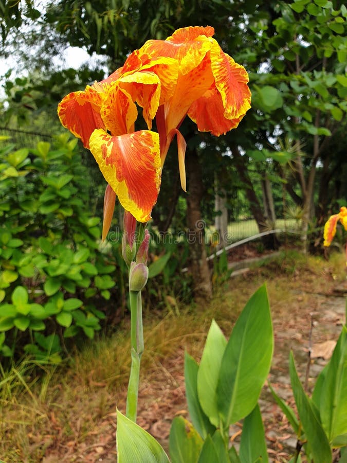 Flor Del Rey Floral Protea Cynaroides Imagen de archivo - Imagen de ...