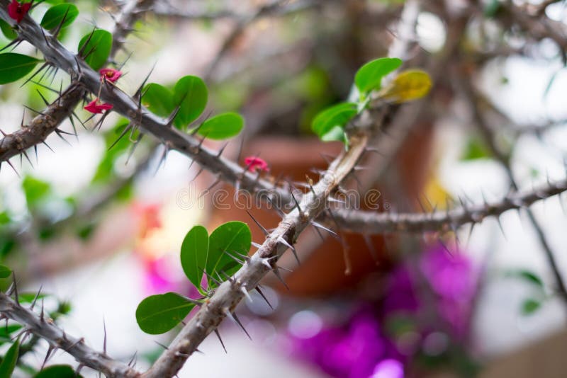 Flor peligrosa y espinosa imagen de archivo. Imagen de cardo - 84642203