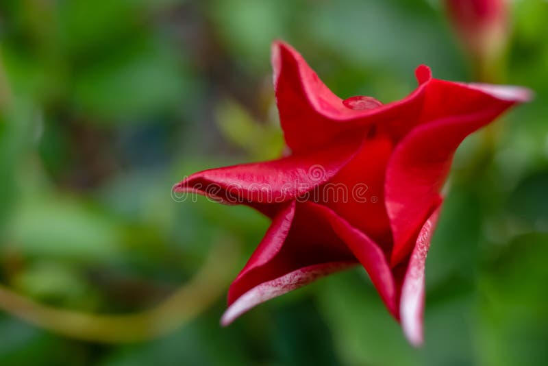 Flor pentagonal roja foto de archivo. Imagen de cubo - 123162590