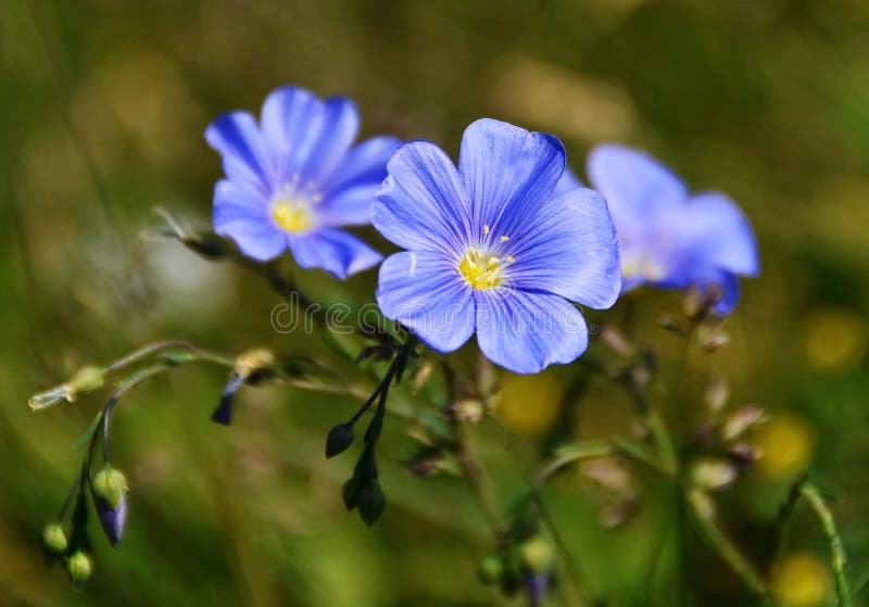 Flor Pequena Azul Do Linho Da Linhaça Imagem de Stock - Imagem de ...
