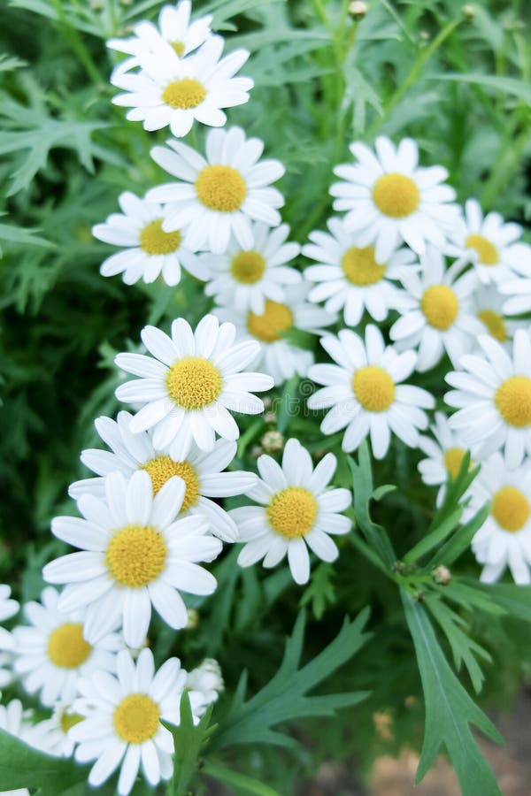 Flor Pequena Da Margarida Branca Imagem de Stock - Imagem de composto ...