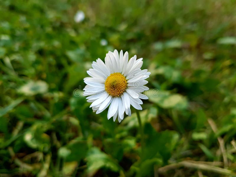 Flor perfecta imagen de archivo. Imagen de blanco, afeitado - 73856071