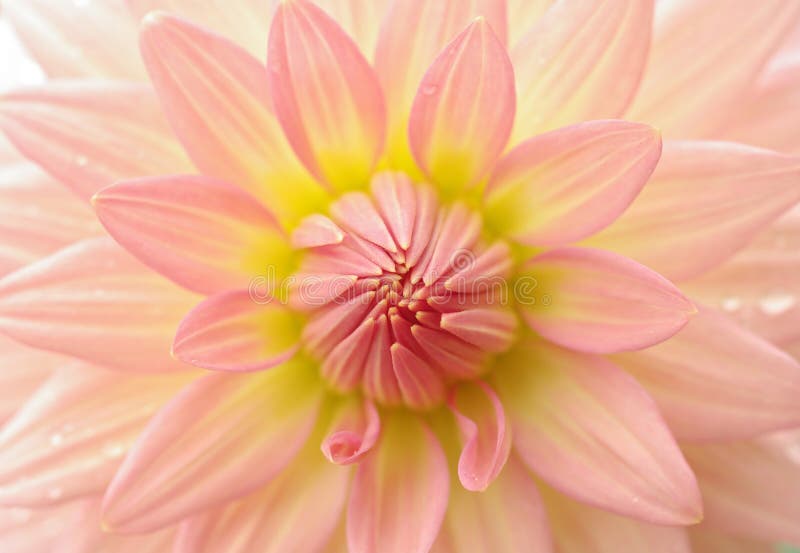 Flor perfecta de la dalia foto de archivo. Imagen de dalia - 8863578