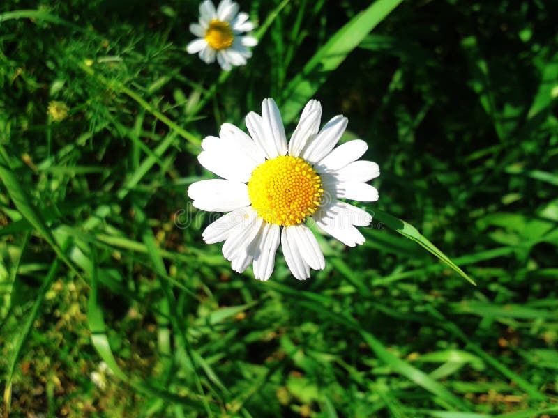 Flor Perfecta De La Margarita Foto de archivo - Imagen de flor, verde ...
