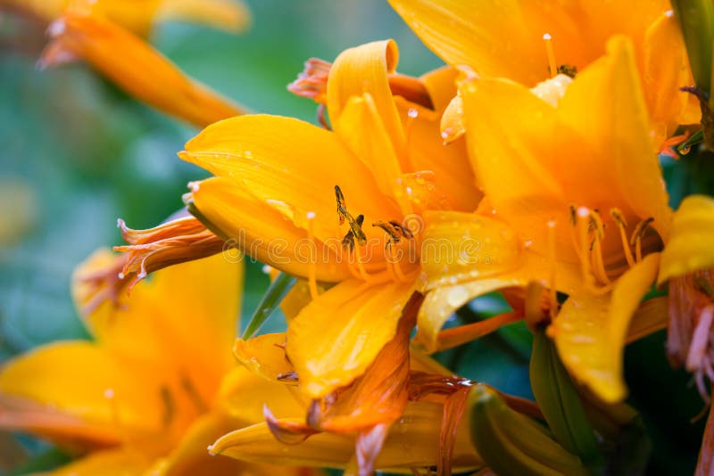 Flor perfecta del lirio imagen de archivo. Imagen de blanco - 39035949