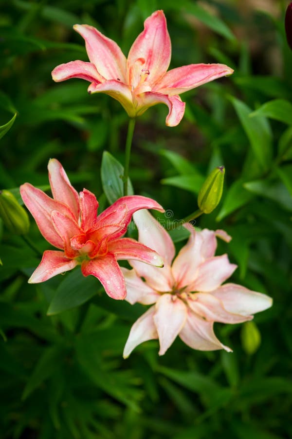 Flor perfecta del lirio foto de archivo. Imagen de flora - 39036000