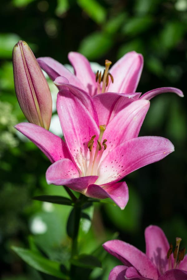 Flor perfecta del lirio foto de archivo. Imagen de flora - 39036000