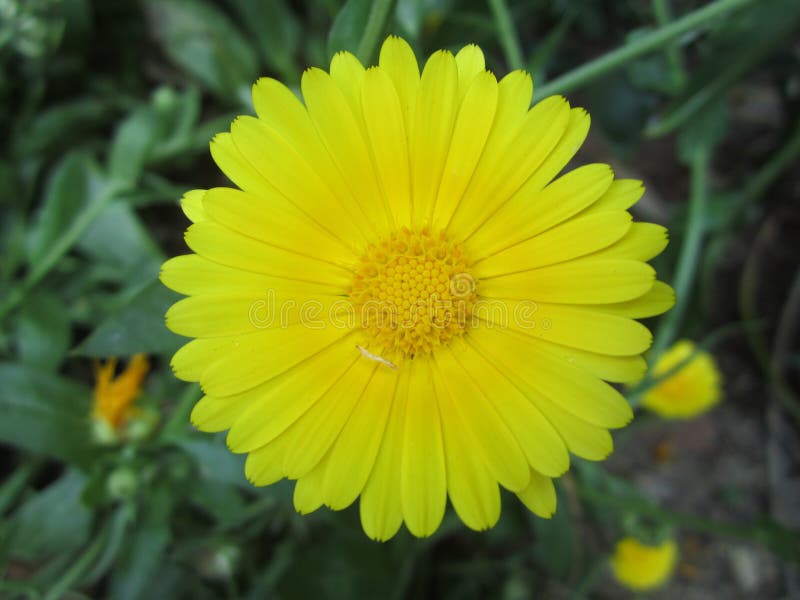 Flor Perfeita & X28; Daisy& X29; Imagem de Stock - Imagem de ...