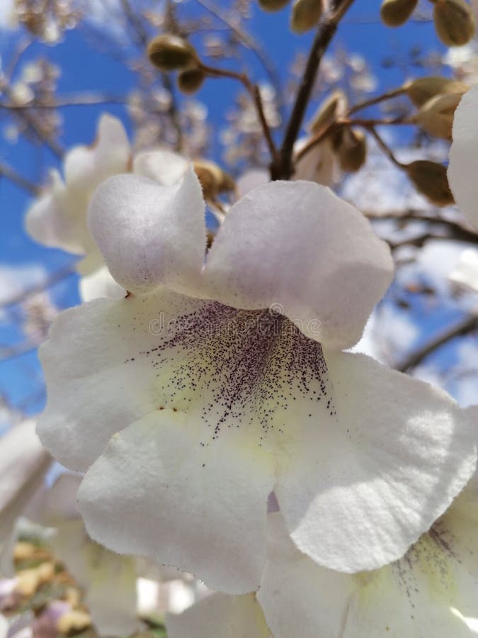Flor Perfumada De Paulownia Tree Imagen de archivo - Imagen de ...