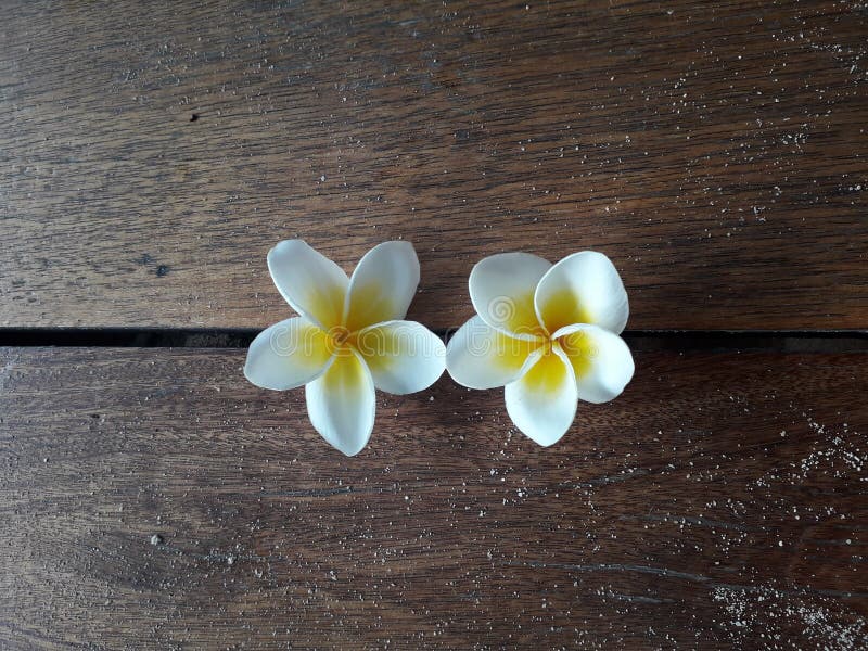 Flor Perfumada Do Plumeria Da Planta Foto de Stock - Imagem de cresce ...