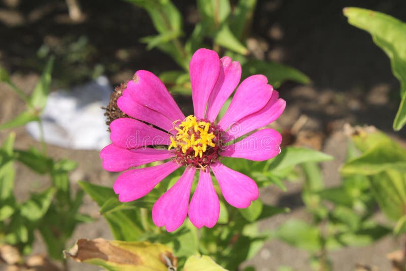 Flor peruana de zinnia foto de archivo. Imagen de hoja - 254801042