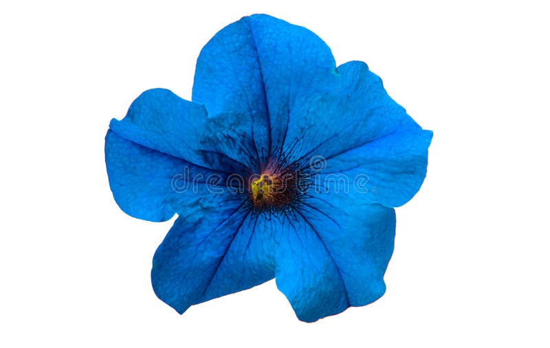 Flor petunia azul aislada foto de archivo. Imagen de flor - 199922462