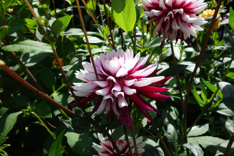 Flor, Planta, Flora, Planta Com Flor Foto de Stock - Imagem de planta ...
