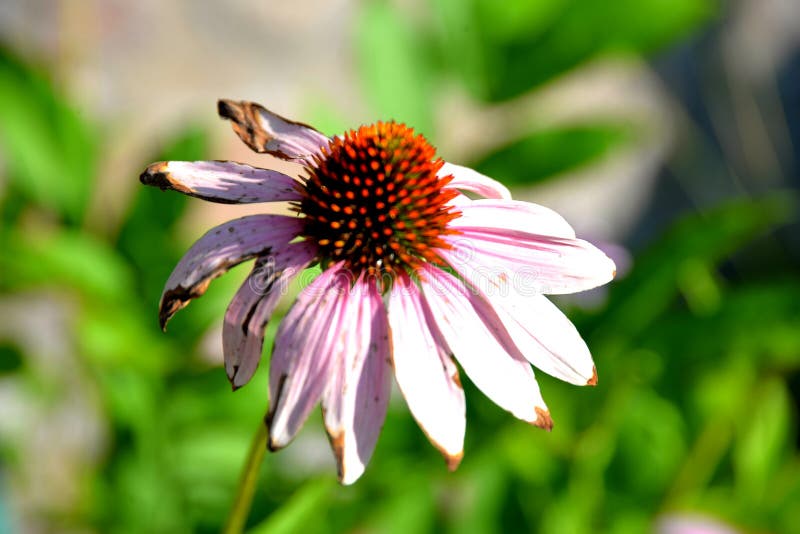 Flor Marchita Fotos De Stock - Download 695 Fotos Libres de Derechos