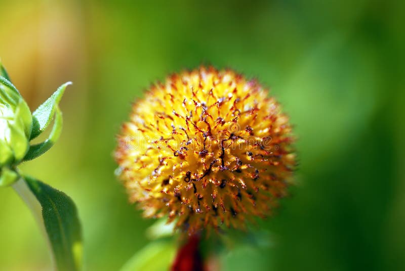 Flor redonda amarilla foto de archivo. Imagen de frescura - 1256490