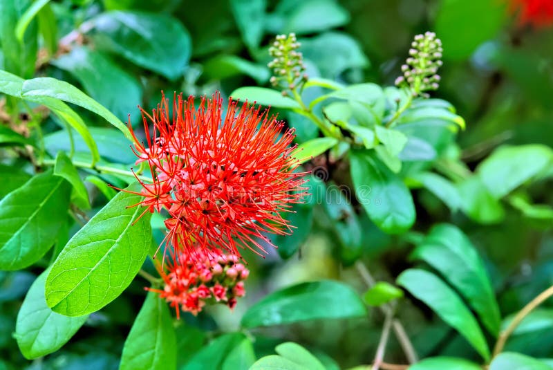 Cama De Flor Redonda De Tulipanes Florecientes En El Parque Imagen de ...