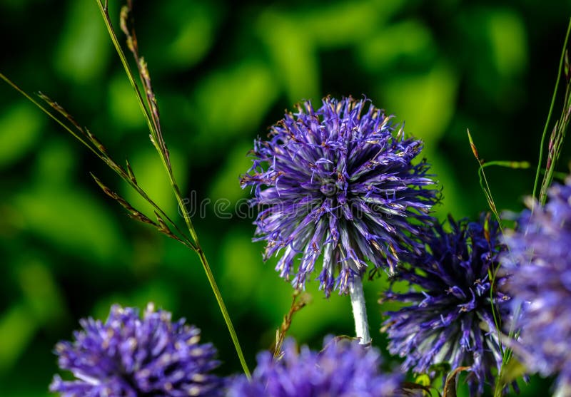 Cama De Flor Redonda De Tulipanes Florecientes En El Parque Imagen de ...