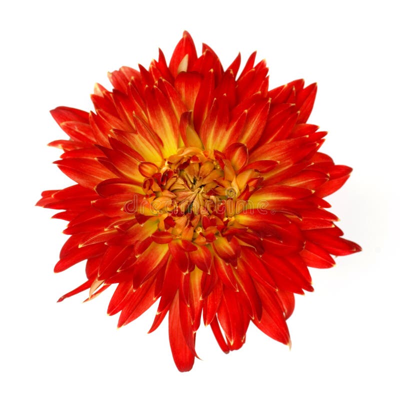 Flor roja foto de archivo. Imagen de verano, flor, amor - 15180754