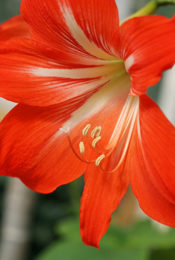 Flor roja imagen de archivo. Imagen de flor, brillante - 2190103