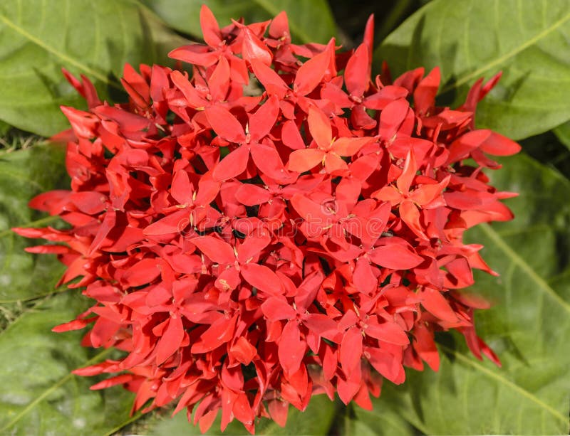 Flor Roja Del Ixora Chinensis Foto de archivo - Imagen de macro, flora ...